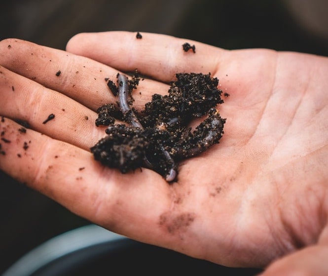 Vermiculture: How start with it and take care of your Worms ...
