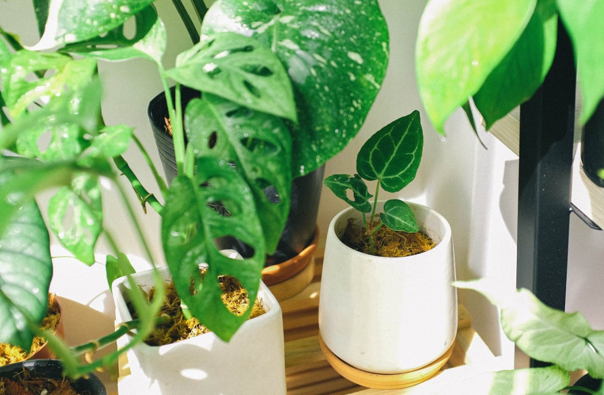 10 Most Beautiful Indoor Plants that Clean the Air | Sustainable Warriors